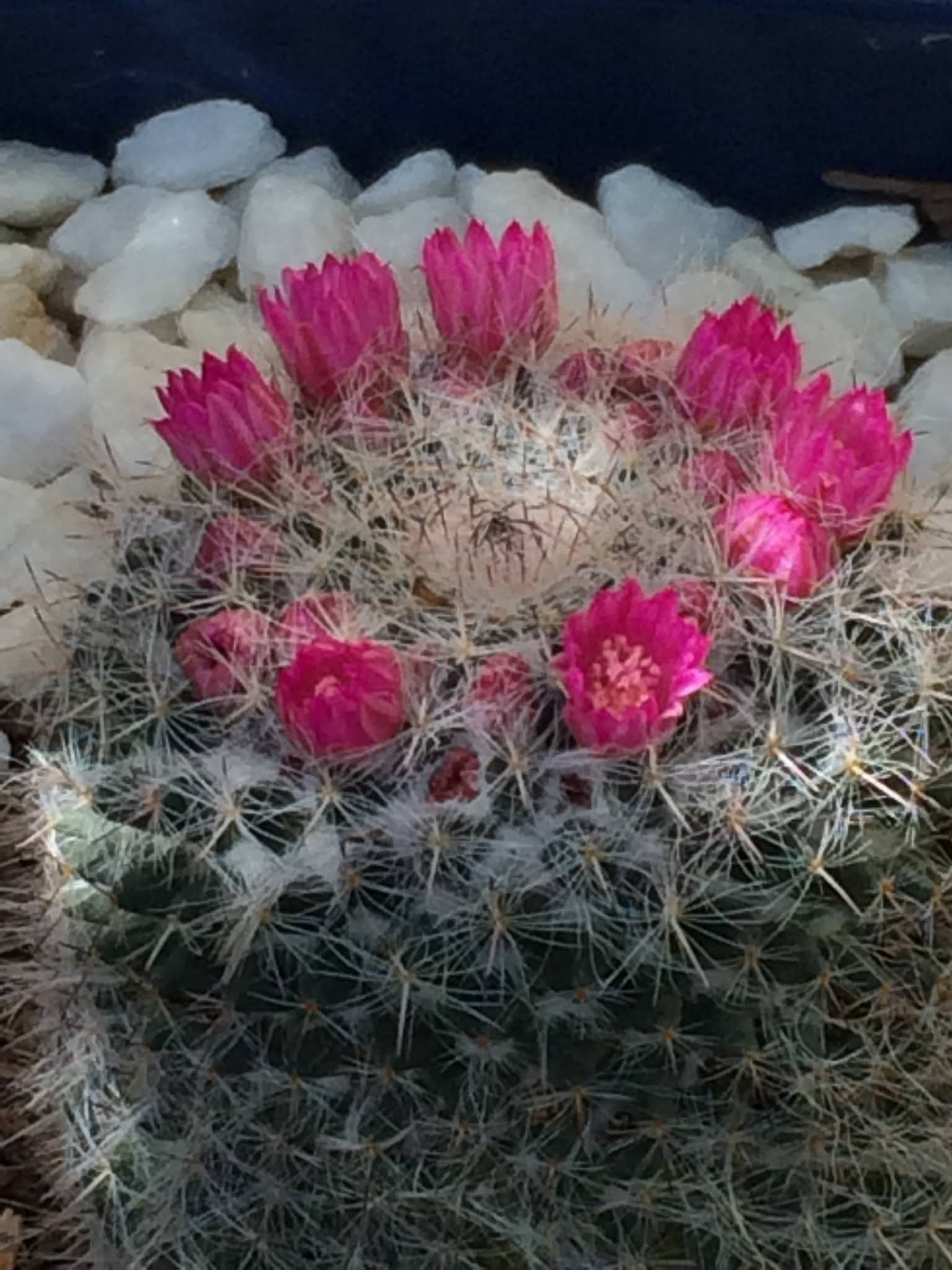 Cacti Flowers in Arizona