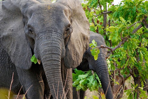 NewsWatch Cameroon: Cameroon Intensifies Protection of Endangered ...