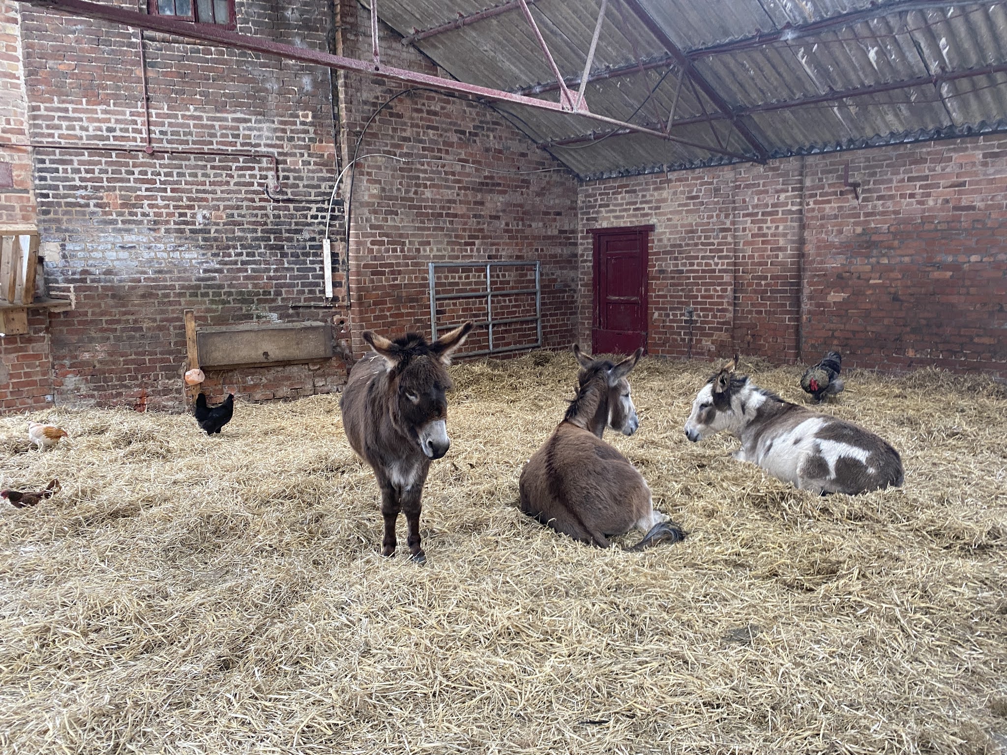 Playdays and Runways: Tatton Park Farm