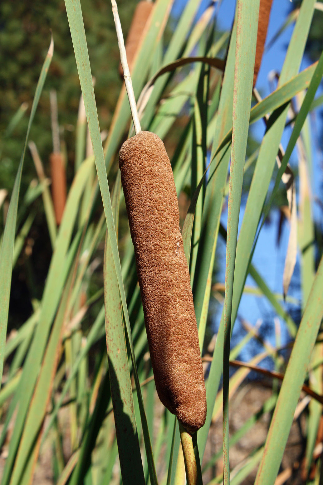 Southern Lagniappe: A Tale about Cattails