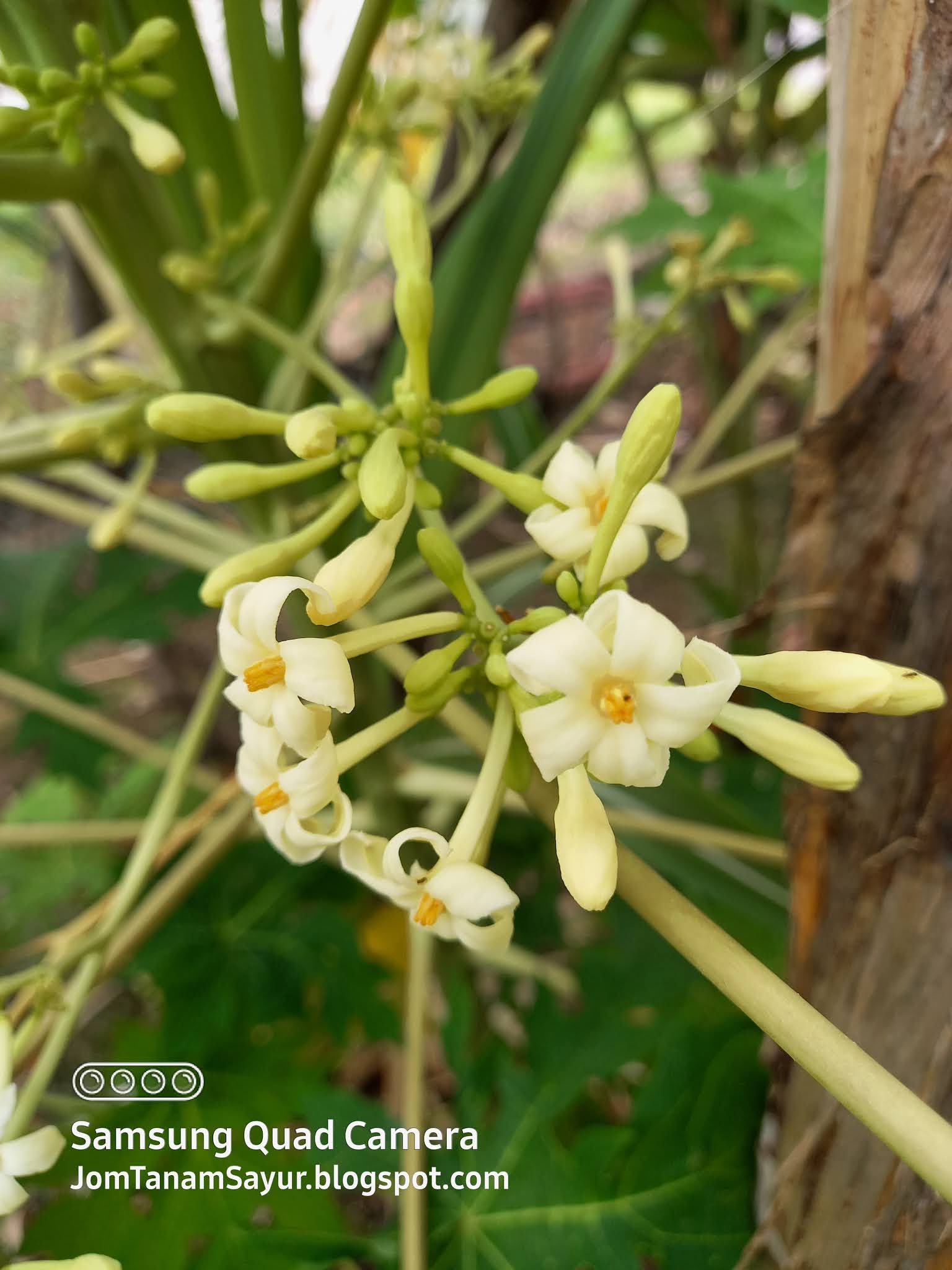 Jom Tanam Sayur ( JTS ) : 3 Jenis Bunga Betik | 3 Types of Papaya ...