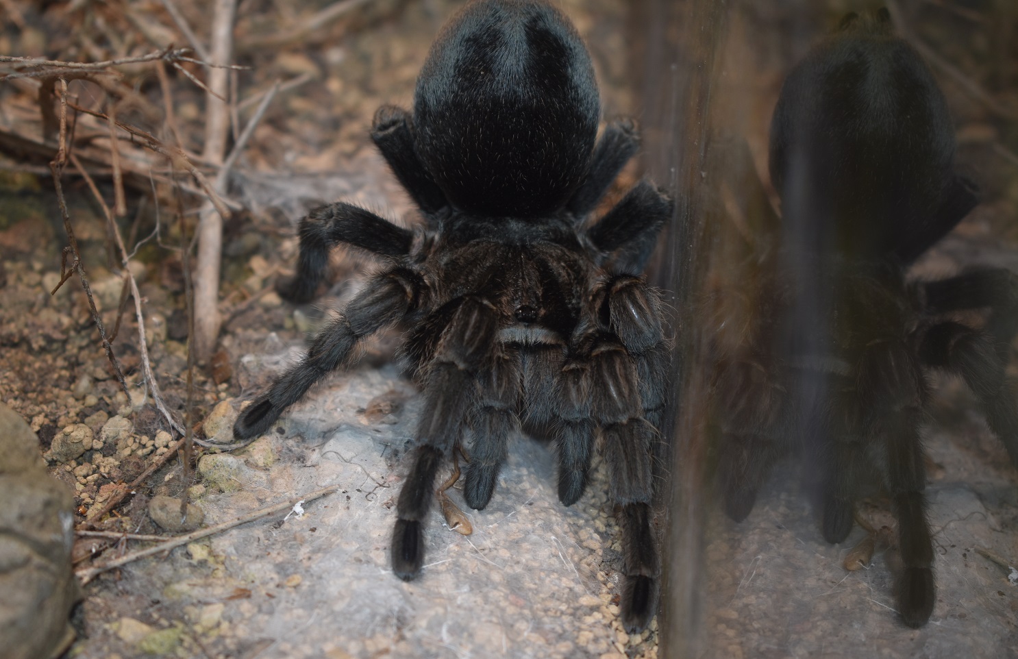 ZOOTOGRAFIANDO (6.100 ANIMALS): TARÁNTULA NEGRA BRASILEÑA / BRAZILIAN ...