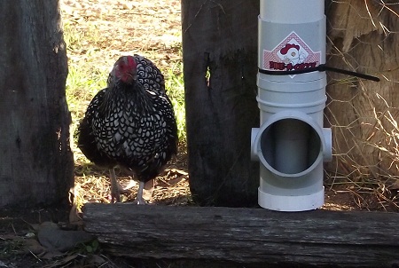 Happy chooks, happy home: Best ever chook feeder