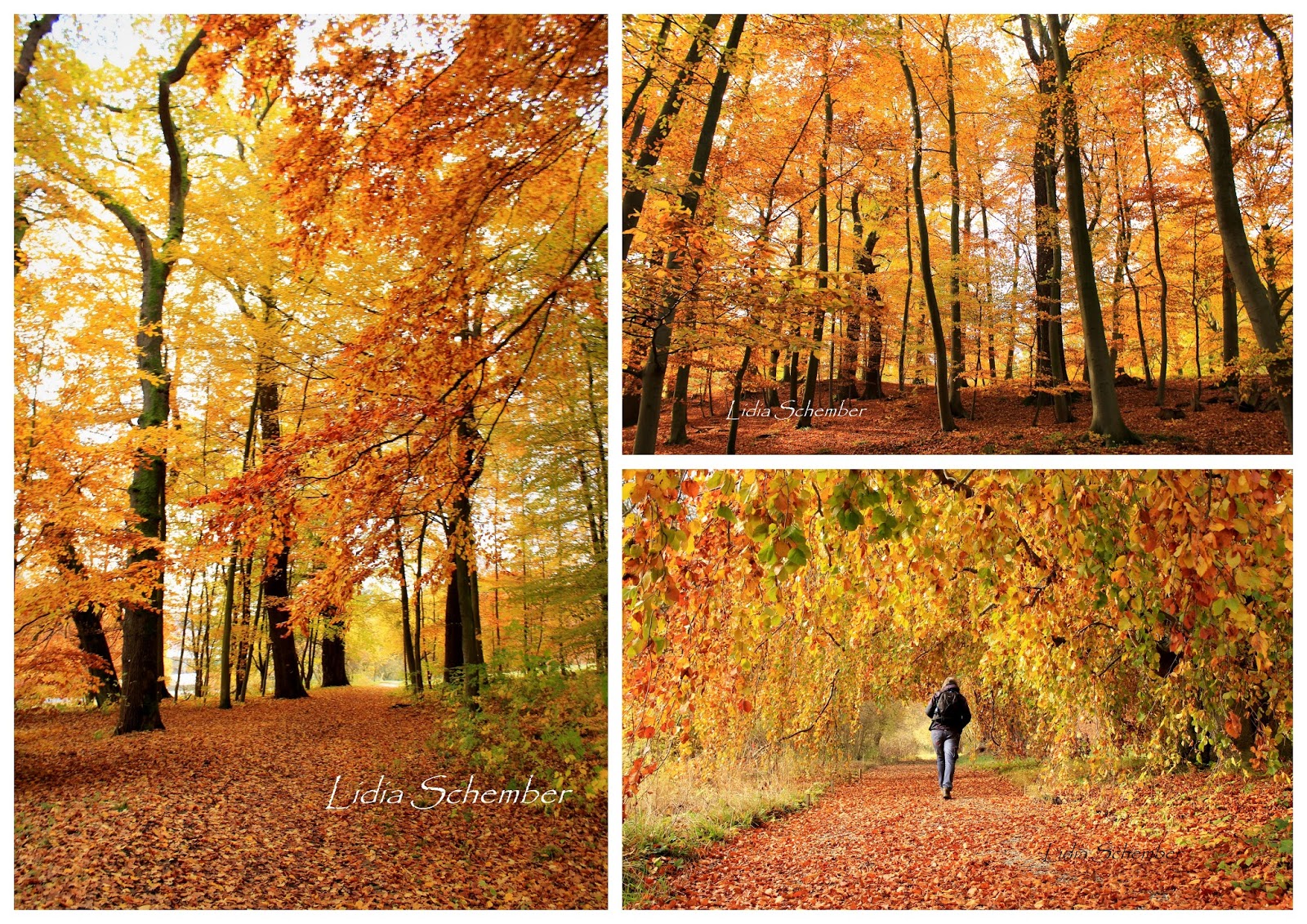 Lidia's Landscapes: Autumn...Forest Hessen Germany
