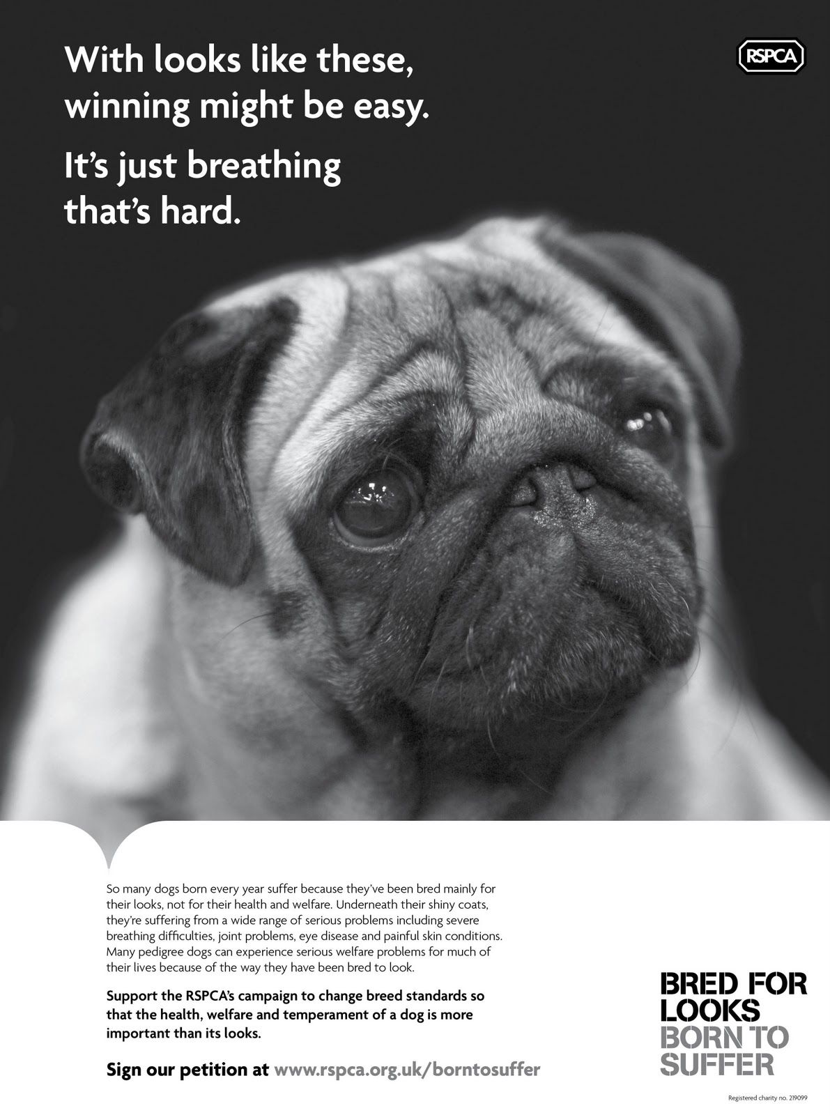 Creature Feature- life at the RSPCA: December 2011