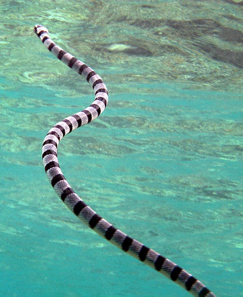 Real Monstrosities: Sea Krait