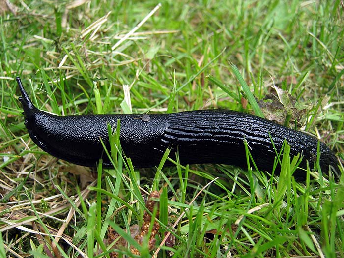 Mats gröna fingrar: Sniglar och snäckor