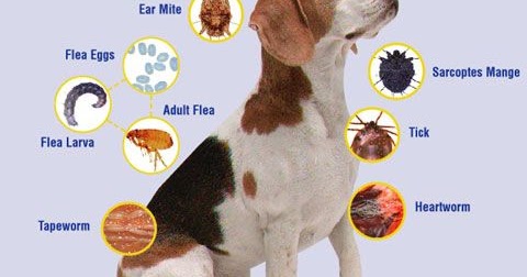 Vet in Pakistan: How to diagnose and get rid of fleas, flies, lice ...