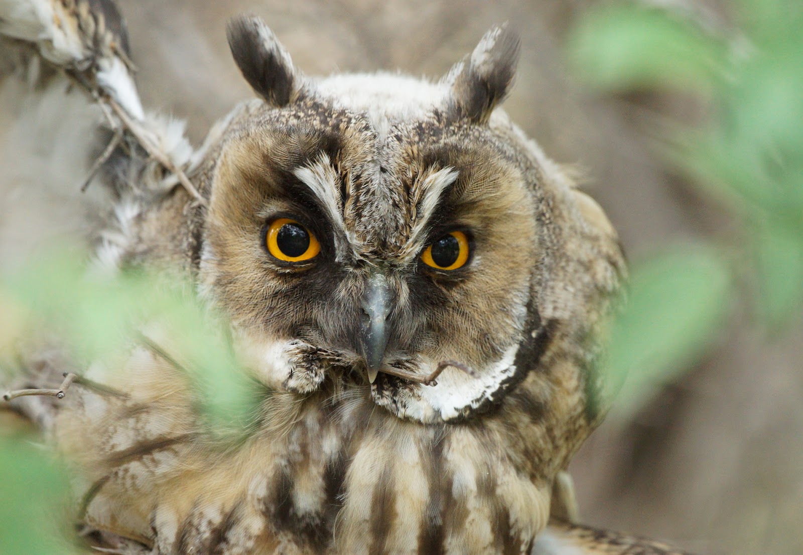 Pasión por las aves: Búho chico.(Asio otus)
