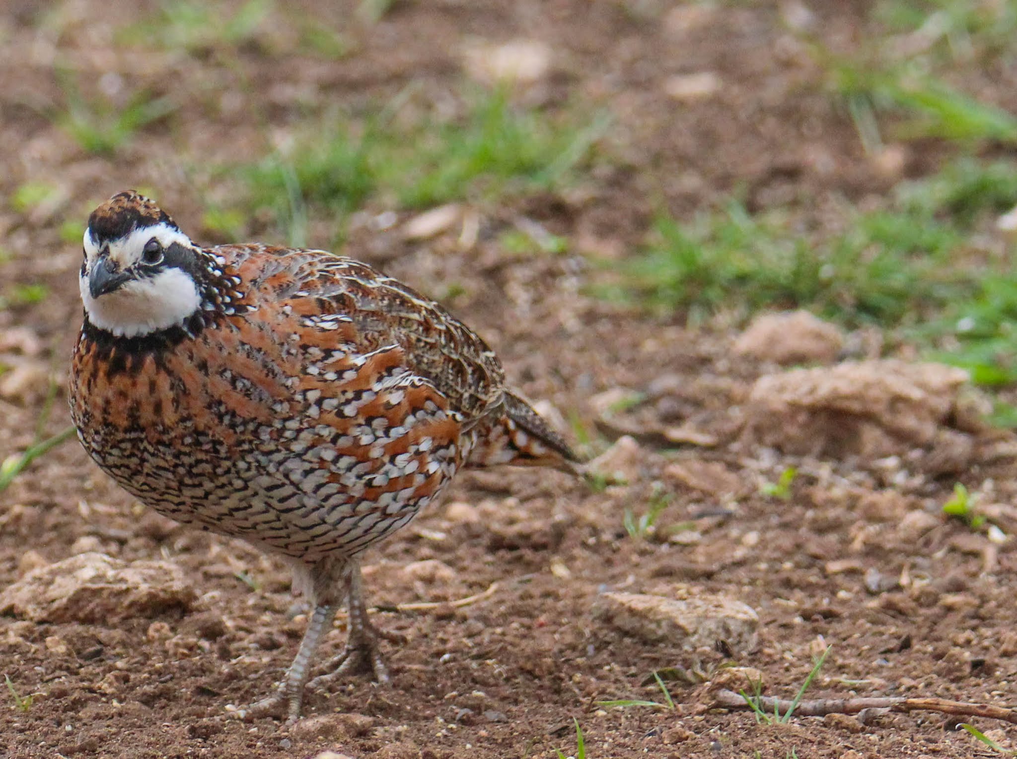 Cannundrums: Northern Bobwhite