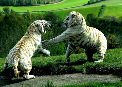 Two white tigers wallpapers - beautiful desktop wallpapers 2014