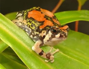 Top 10 Most Unique Frogs Species in the World | APPRICOT