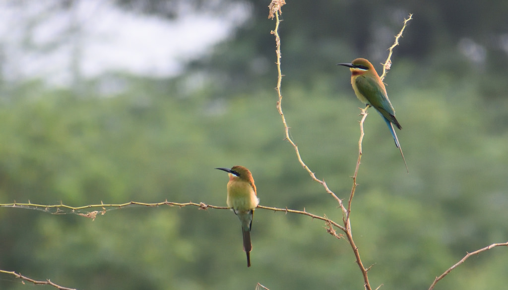 Pondicherry Tourism: Ousteri Wetland and National Park, Puducherry