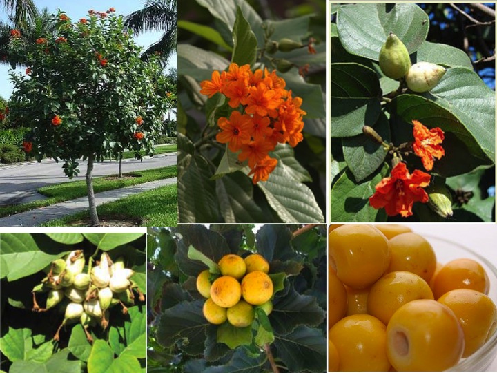PAPÁBETO y CUCÚ: I ÁRBOLES DE MÉXICO: 12 Árboles de Yucatán y Campeche ...