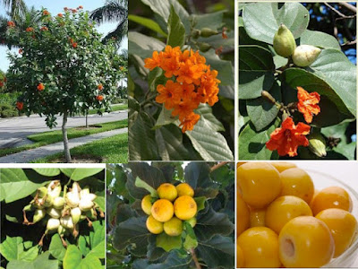 PAPÁBETO y CUCÚ: I ÁRBOLES DE MÉXICO: 12 Árboles de Yucatán y Campeche ...