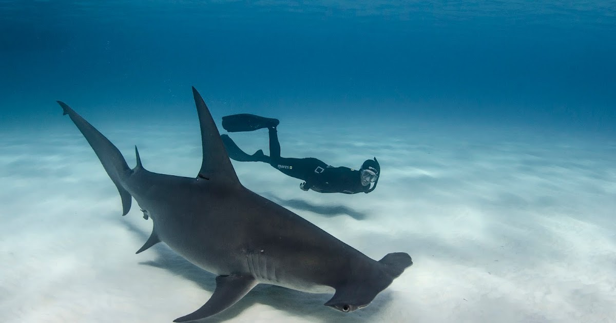 Overcoming that Fear of Sharks