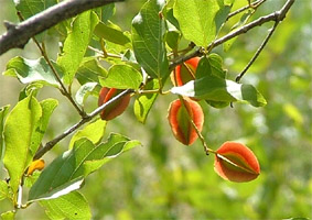 Leopard's View Game Lodge: Tree of the month - red bushwillow