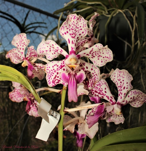 Ricardo's Blog, : Vanda Boschii (Vanda luzonica x Vanda tricolor)