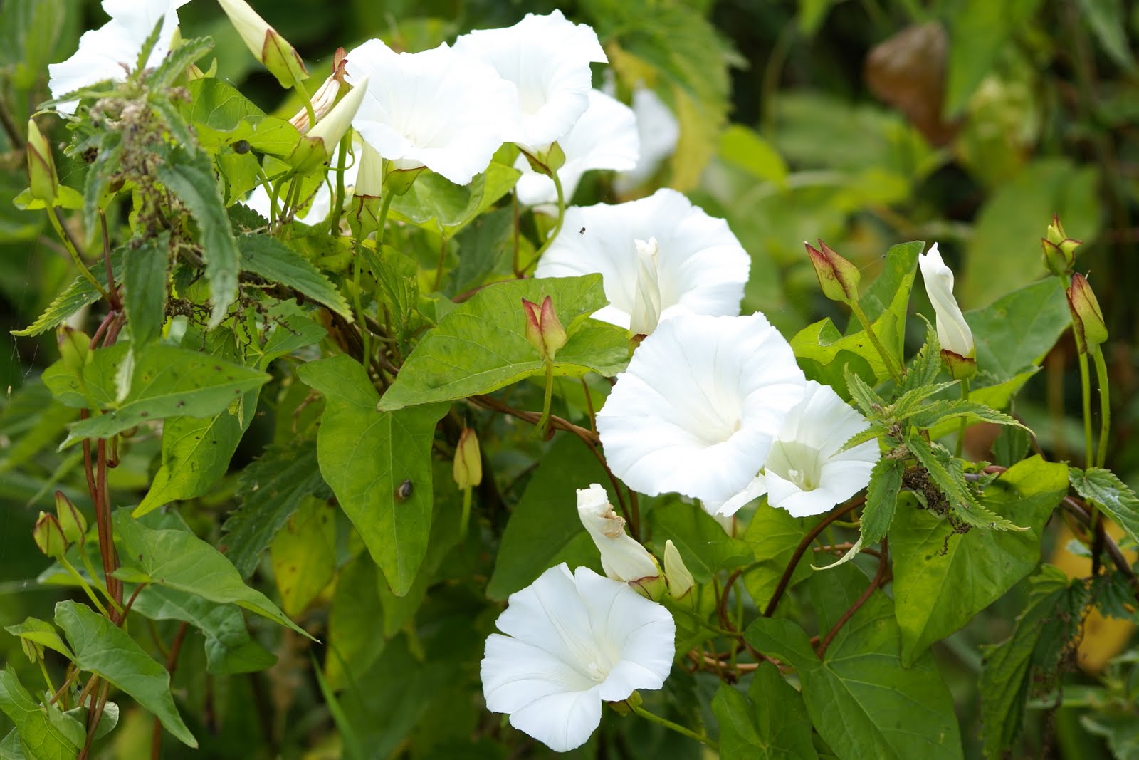 Wilde Planten: Windes