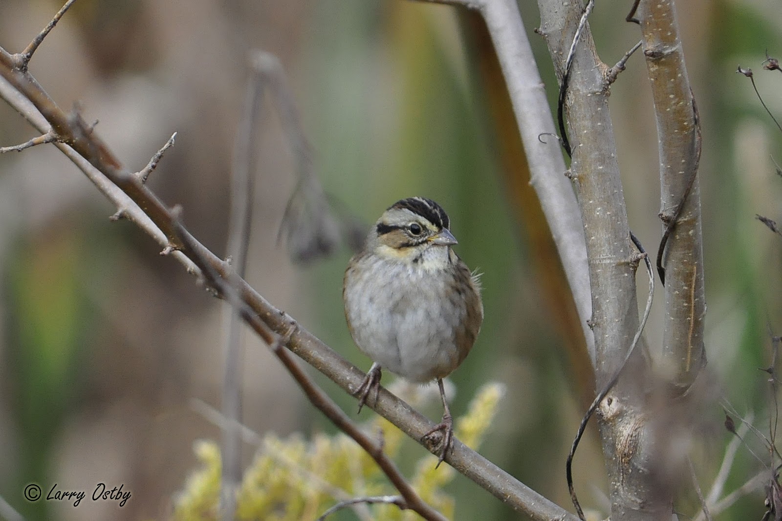 Larry Ostby's Wild Critters: Great Blue Heron, Cardinal (fm), Clay ...