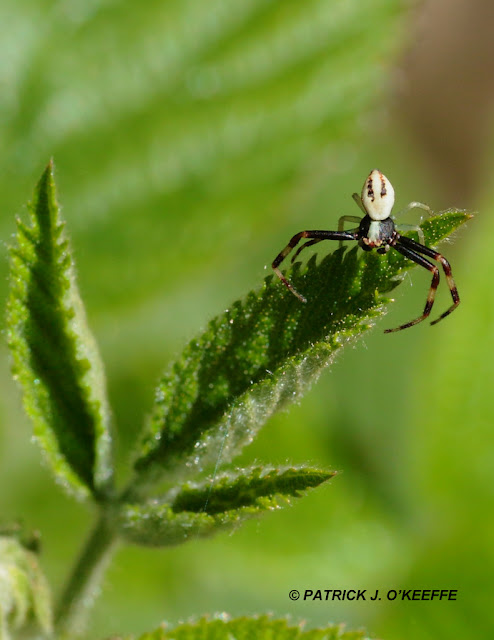 Raw Birds: Spiders of Ireland