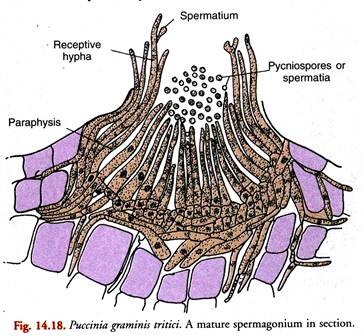 The Life Cycle of Wheat Stem: Life Cycle of Puccinia Graminis