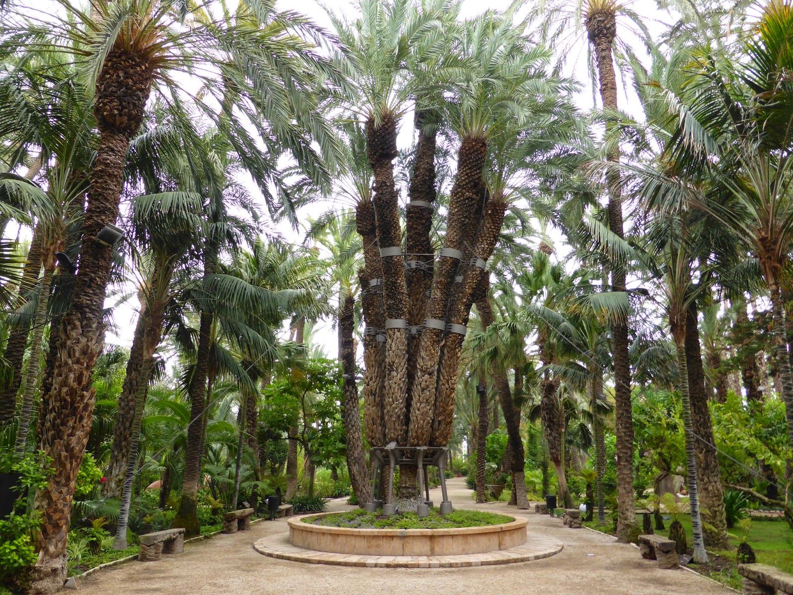 Vakantie in Spanje : Bezoek Benidorm: Elche of Elx