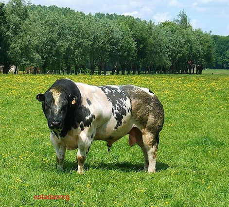 EstadãoMG: Raça de Gado Belga Azul (Bos belgian blue)
