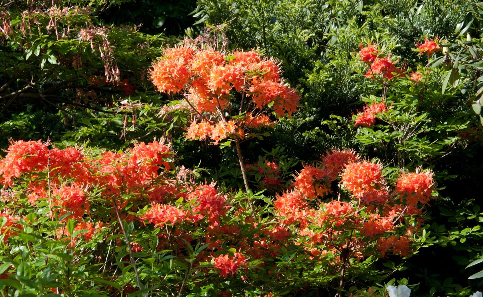 Rhododendron flammeum - Oconee azalea care and culture | Travaldo's blog