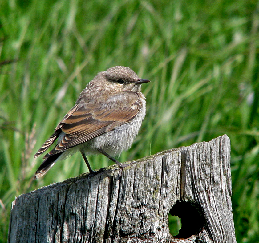 NORTHERN WHEATEAR