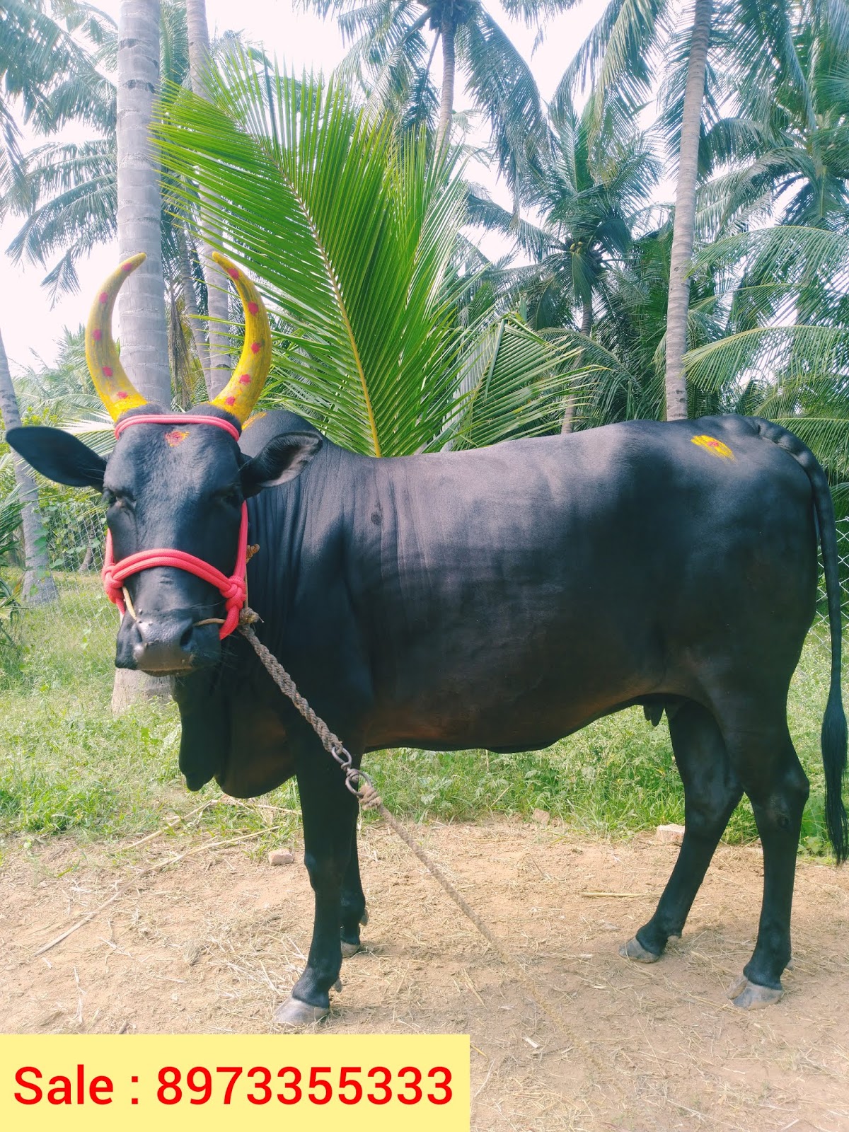 Karam Pasu (காராம் பசு)