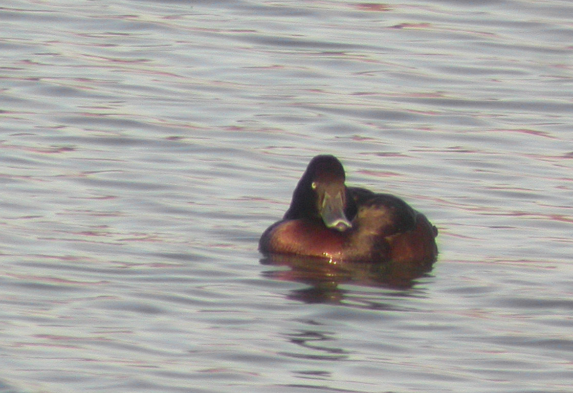 Bird Hybrids: Ring-necked Duck x Ferruginous Duck
