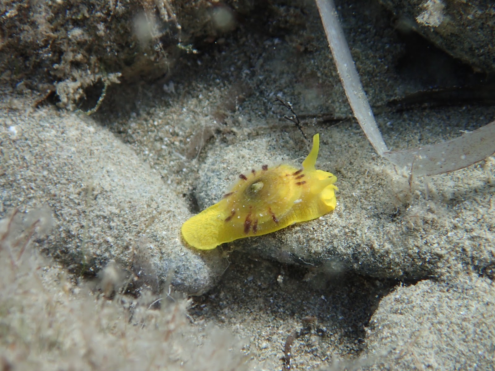 Biodiversity of Cyprus by NGO Protection of the Natural Heritage and ...