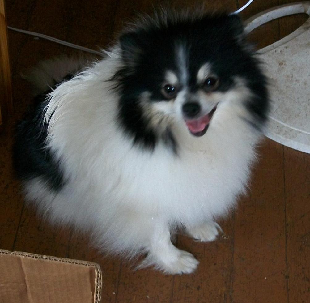 Our Dogs: AKC Black and White Parti Pomeranian "Queenie"
