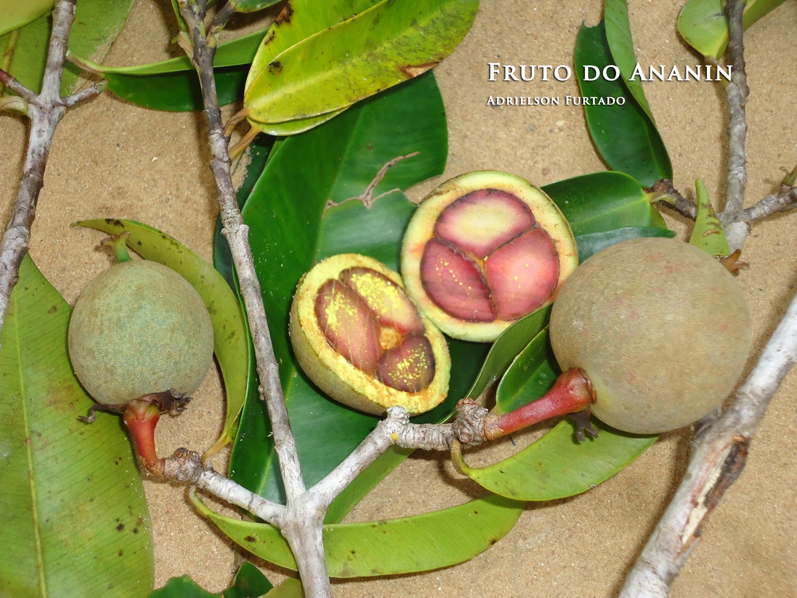 Anani, Ananin, Uanani - Symphonia globulifera L. f. (Clusiaceae)