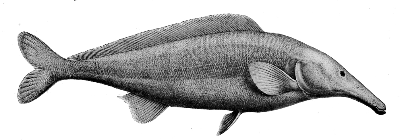 Мої шкільні проекти: Електрика у світі тварин