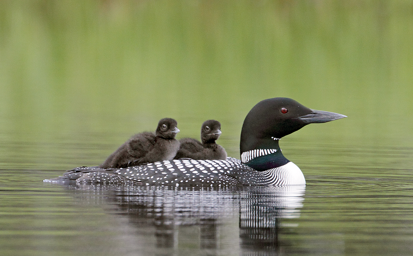 Top Flight Nature Photography: Loons and lots more; Lac le Jeune ...