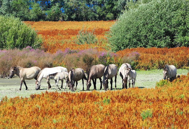 10 TIPS VOOR EEN GESLAAGD WEEKEND RUPELSTREEK - DICHTBIJ & VER WEG