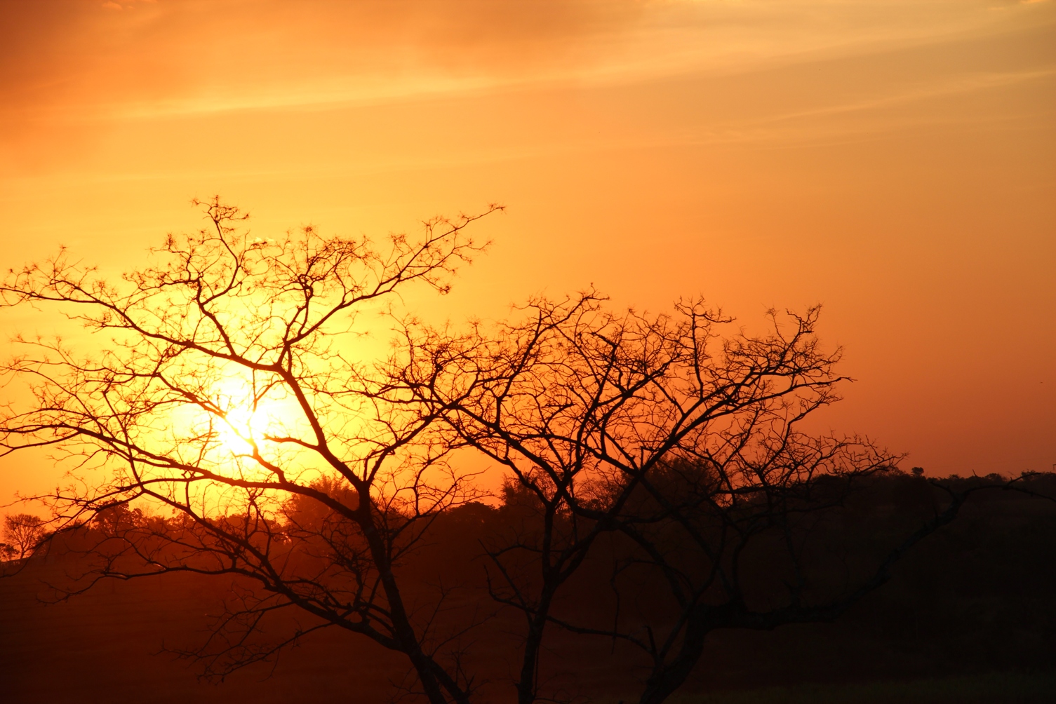 Caliandra do Cerrado