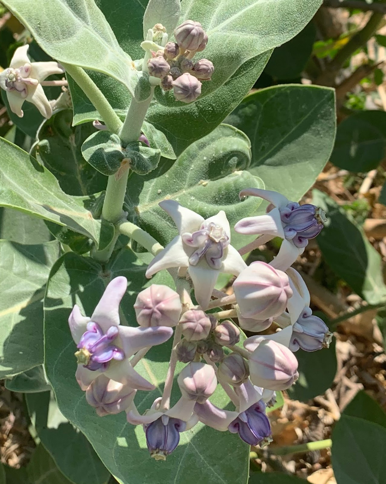 Dianne Sutherland: The Crown Flower: Painting Calotropis gigantea for ...