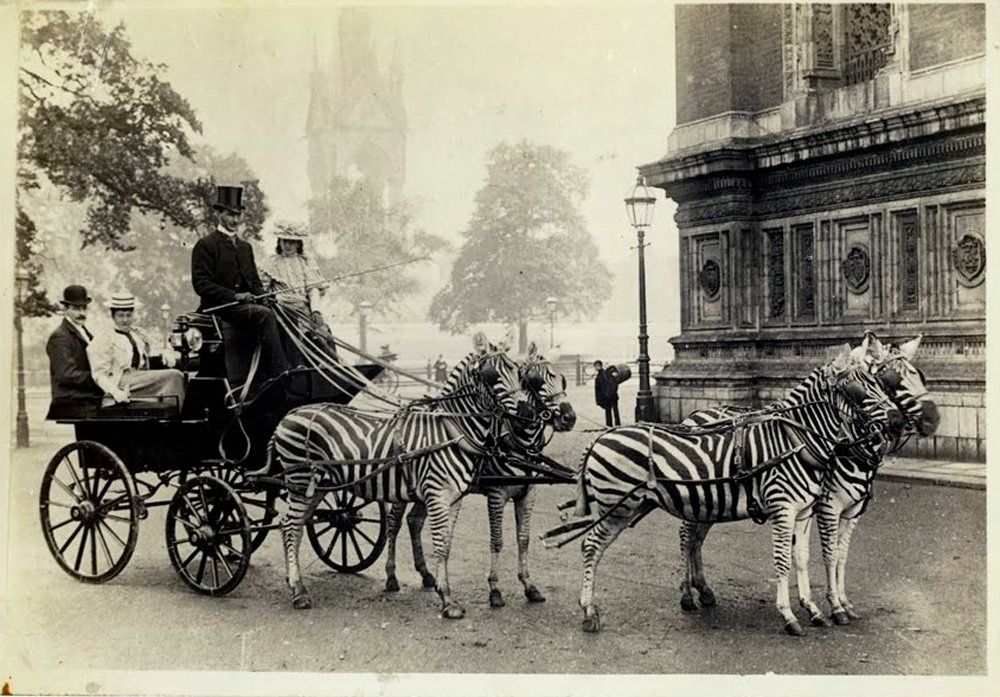 16 Vintage Photographs That Show People Riding Zebras From the Late ...