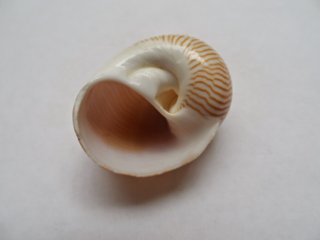 conchas y caracoles: NATICA LINEATA