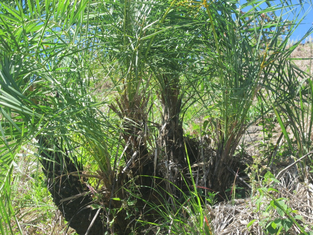 Cycad (Eenthu) | KERALA NATURE AND AYURVEDA