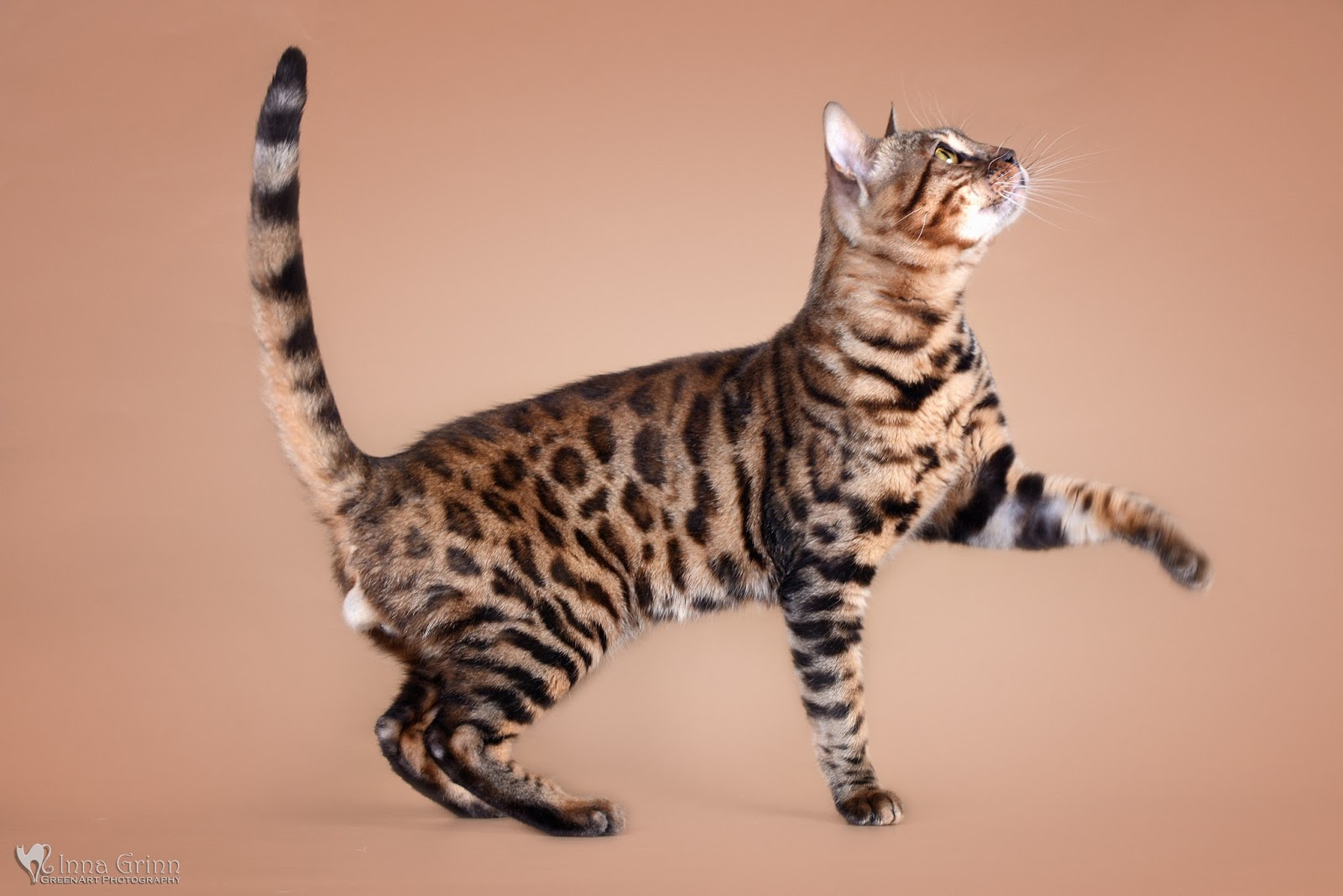 Abisinijos ir Bengalų kačių veislynas "RULANA": Bengalijos katės