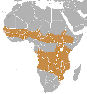 Abe's Animals: Canis range maps
