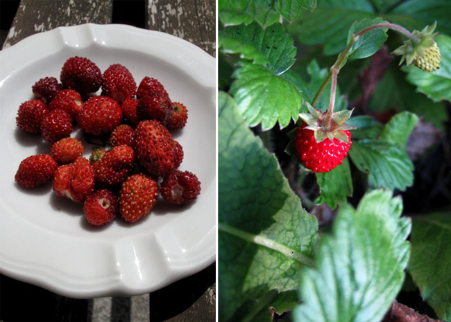 melopapilles: Récolte de fruits rouges