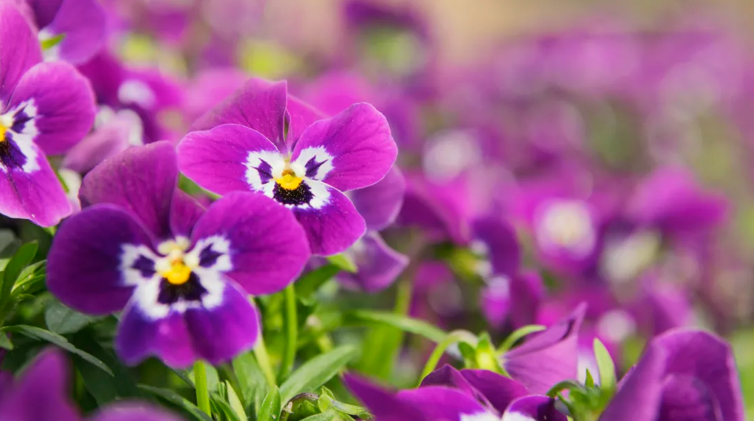 Paling Keren 19+ Gambar Bunga Yg Bagus Dan Indah - Gambar Bunga Indah