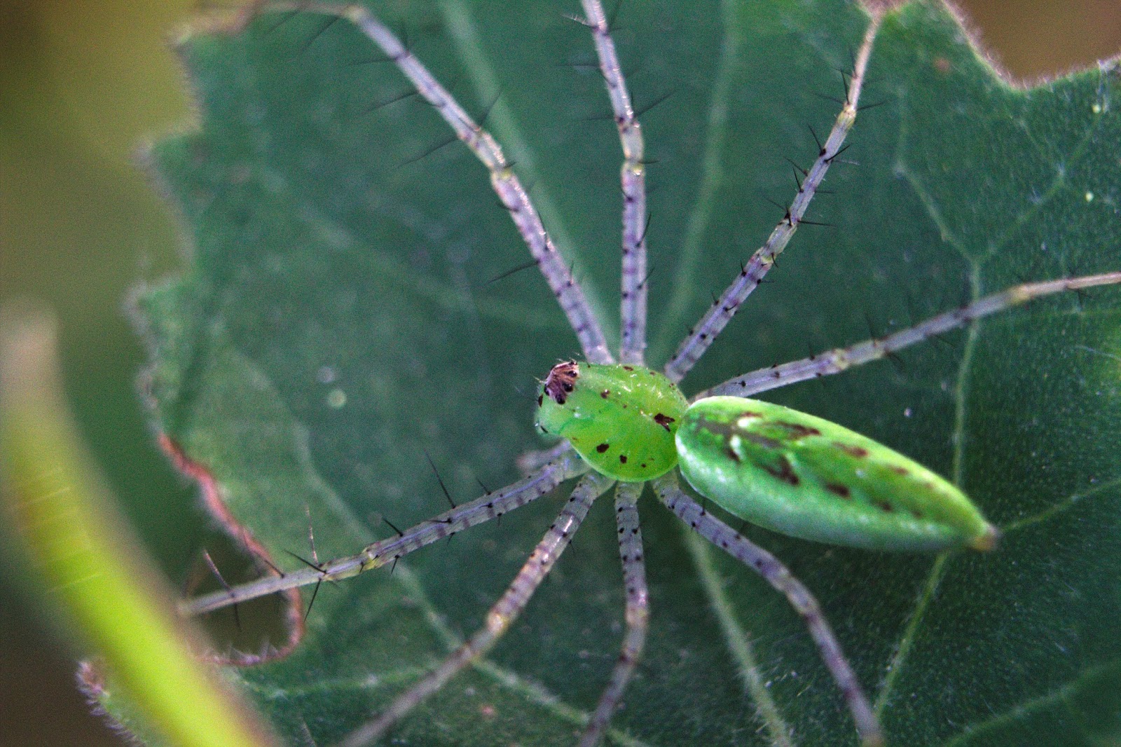 The Green Lynx Spider