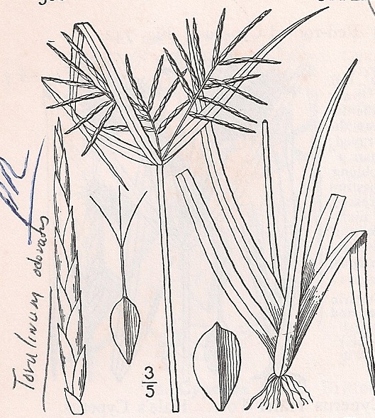 FLORA ILUSTRADA BRITTON DEL NORTE DE U.S.A.-CANADA: CYPERACEAE CYPERUS ...