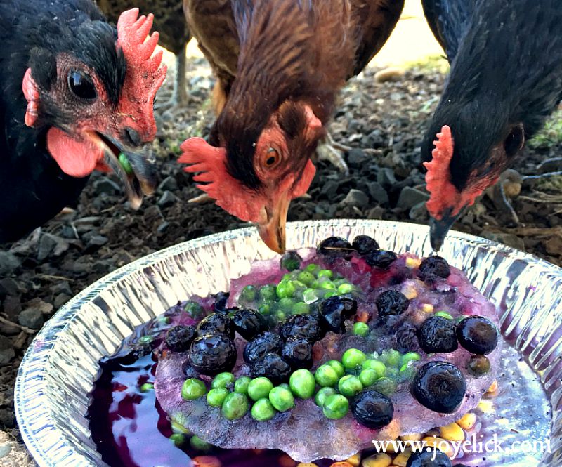How to keep chickens cool in summer's heat. | Farm Girl Inspirations